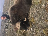 Henik Lake Adventures | Hunting in Nunavut | Caribou, Musk Ox, Grizzly!