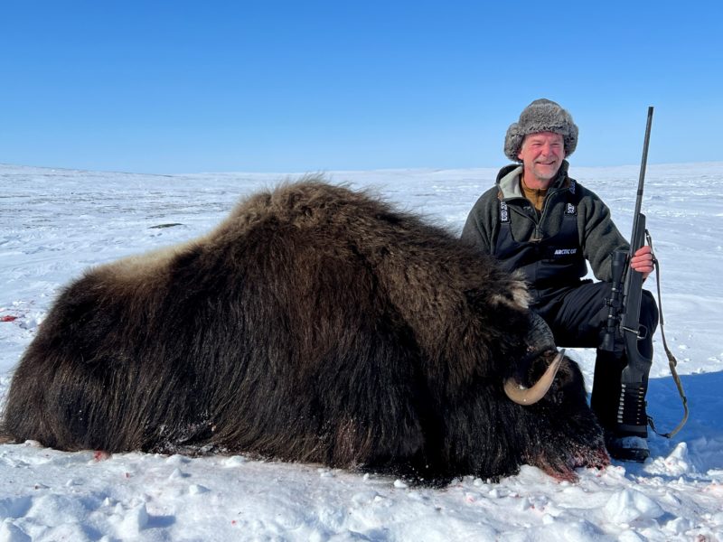 Musk Ox Hunts | Henik Lake Adventures