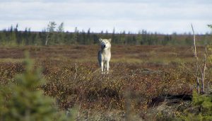 Thank you | Henik Lake Adventures