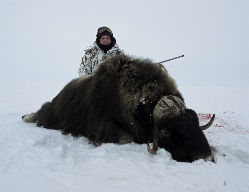 Musk Ox Hunting Nunavut | 2016 Photo Gallery