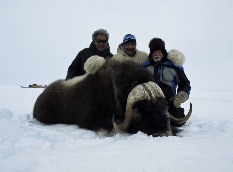 Musk Ox Hunting Nunavut | 2016 Photo Gallery