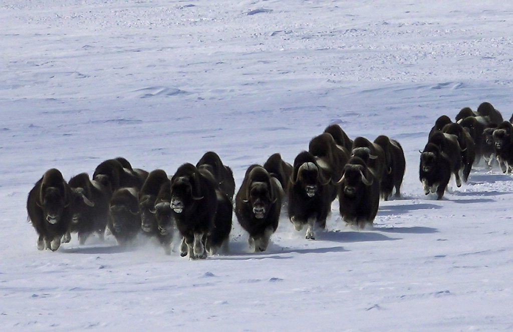Henik Lake Adventures | Hunting in Nunavut | Caribou, Musk Ox, Grizzly!