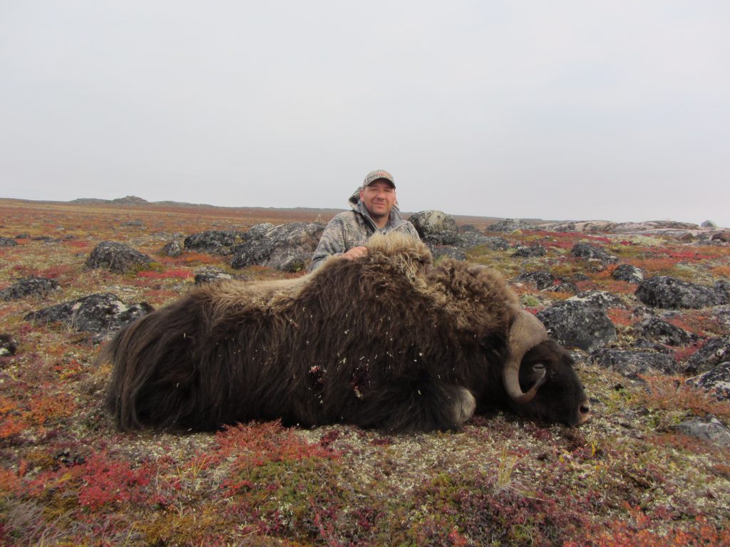 Musk Ox Hunting 2017 | Henik Lake Adventures
