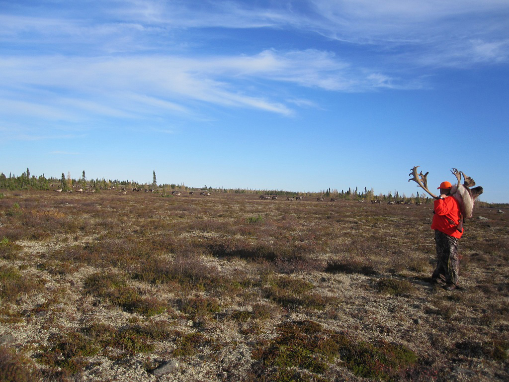 Henik Lake Adventures | Hunting in Nunavut | Caribou, Musk Ox, Grizzly!