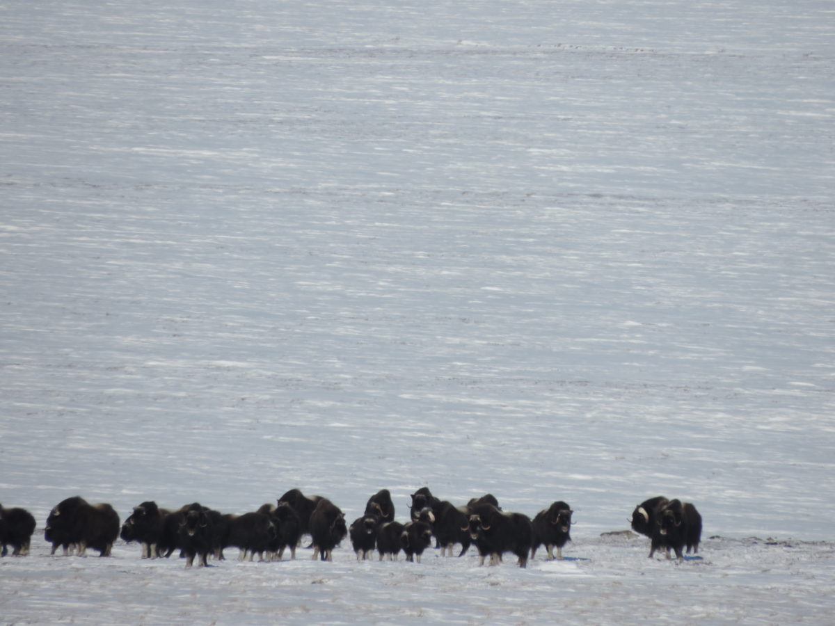Musk Ox Hunting 2018 | Henik Lake Adventures