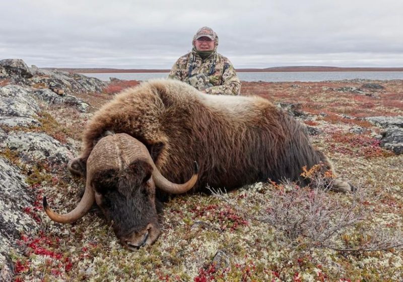 Musk Ox Hunting 2023 | Henik Lake Adventures