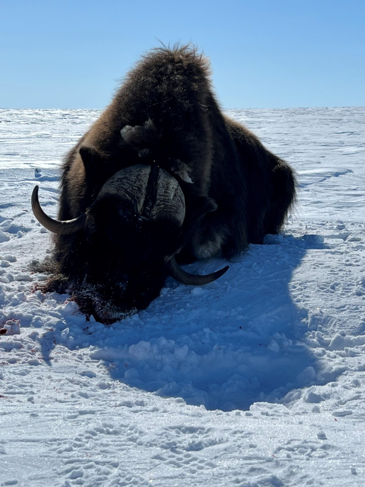 Musk Ox Hunting 2023 | Henik Lake Adventures
