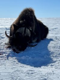 Musk Ox Hunting 2023 | Henik Lake Adventures